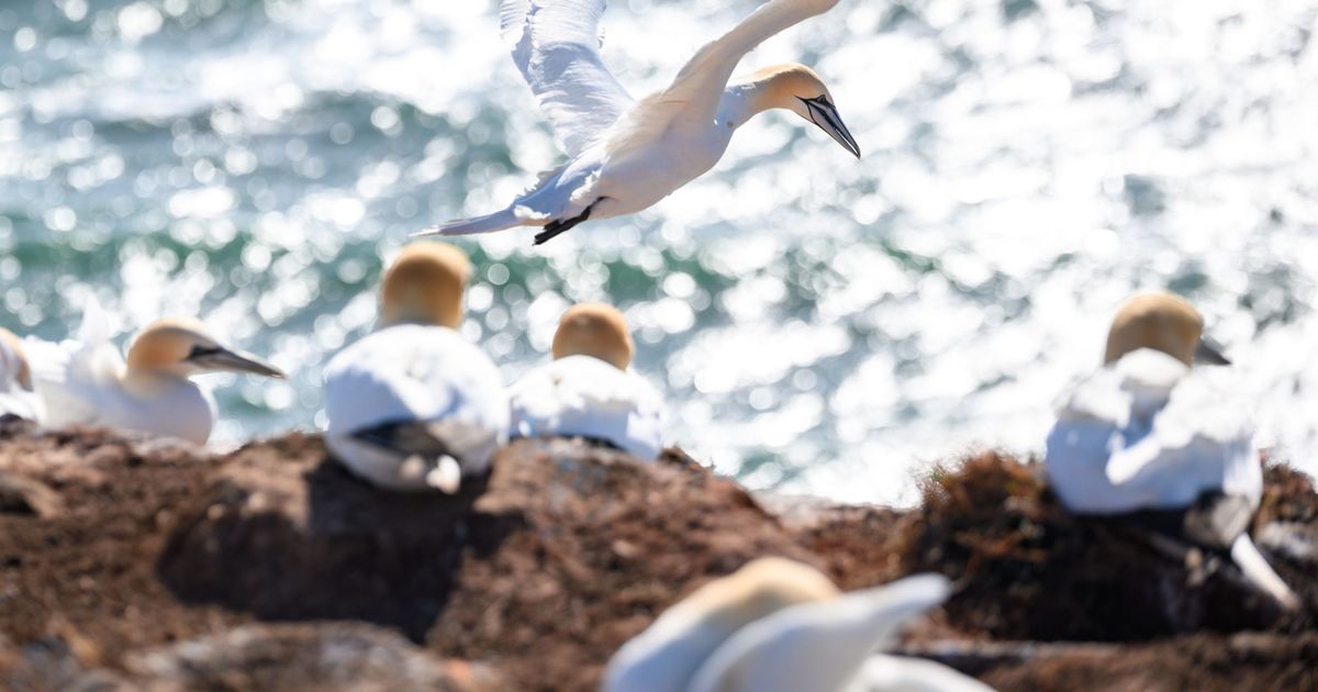 NRW: Vogelgrippe rafft größte Lachmöwen-Kolonie dahin - Rundschau Online