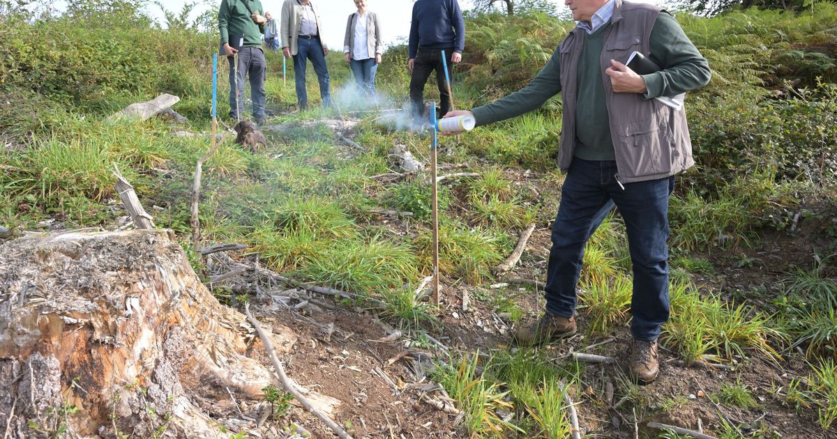 Paare können in Odenthal einen Baum der Liebe pflanzen - Rundschau Online