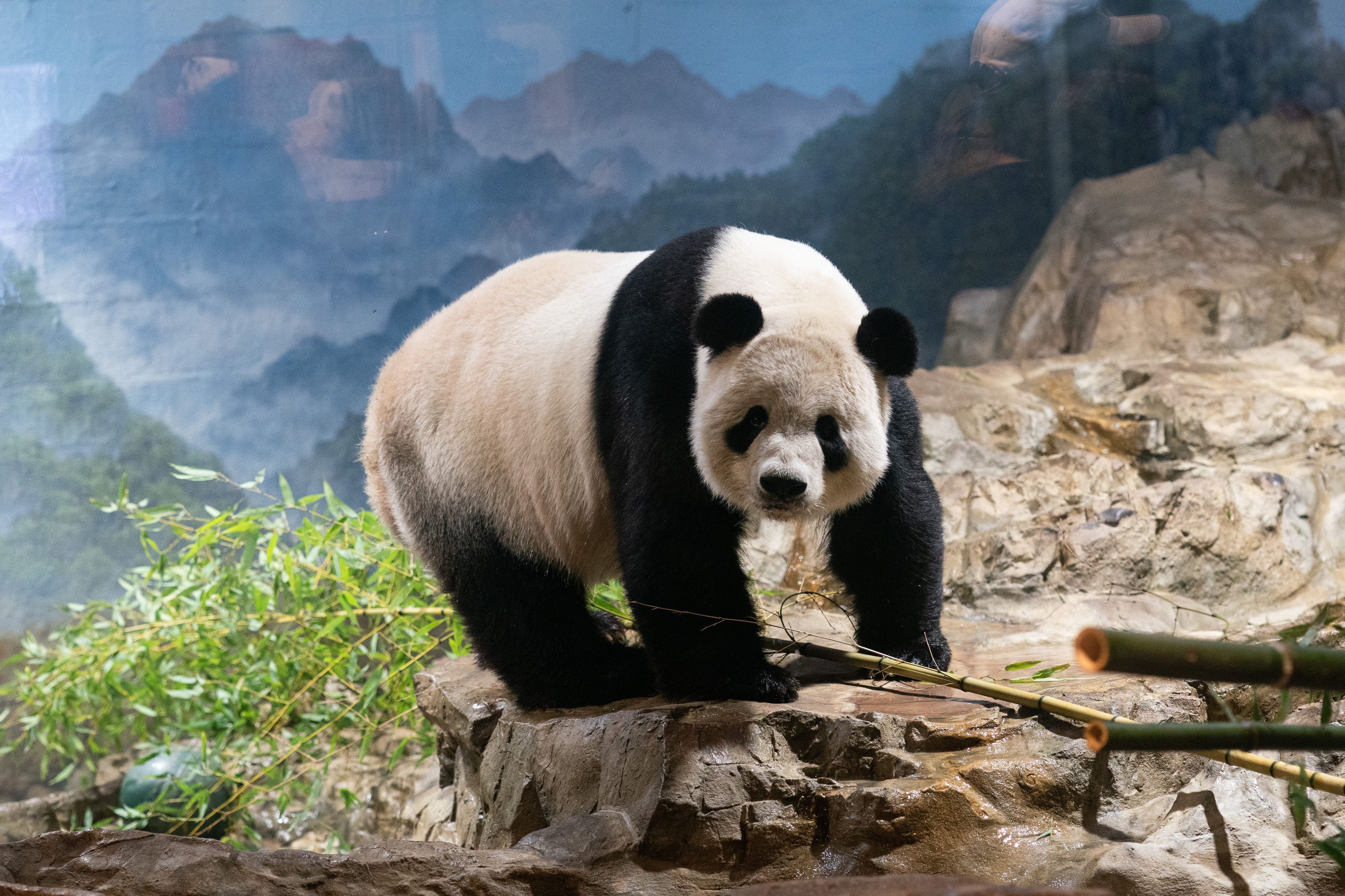 Washington nimmt Abschied: Pandas machen sich auf den Weg nach China ...