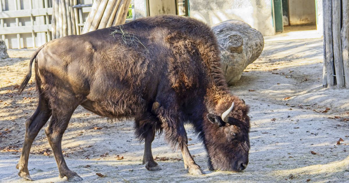Wien: Virus rafft ganze Bisonherde im Zoo dahin – Drama um Kalb ...
