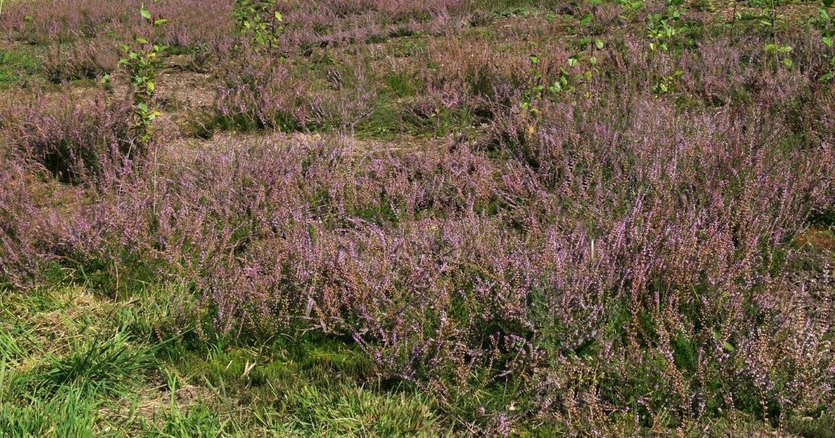 Ruppichteroth: Die Heide kehrt ins Bröltal zurück - Rundschau Online