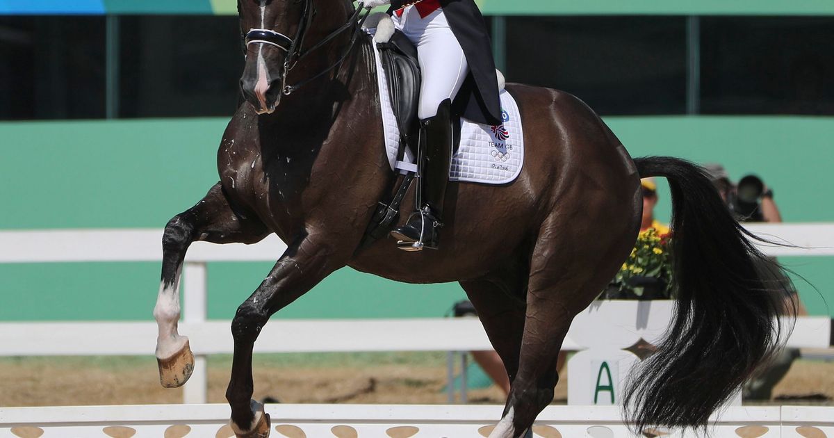 Reitsportwelt trauert um Ausnahmepferd Valegro - Rundschau Online