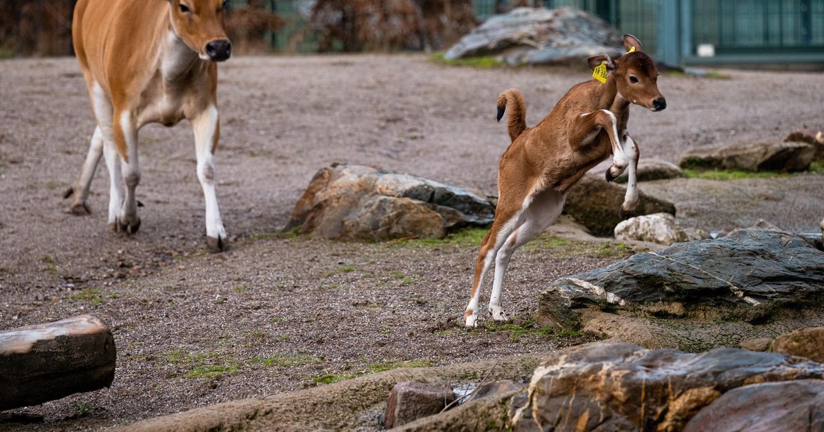 Kölner Zoo freut sich über Banteng-Nachwuchs - Rundschau Online